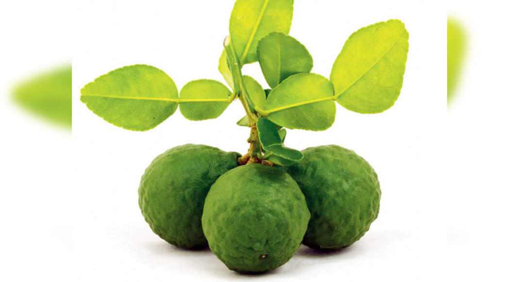 The tangy pleasures of kaffir lime – Food & Recipes