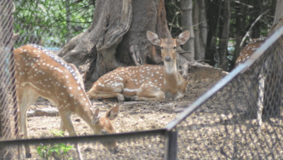 Corpn to prepare action plan for VOC Park zoo | Coimbatore News - Times ...