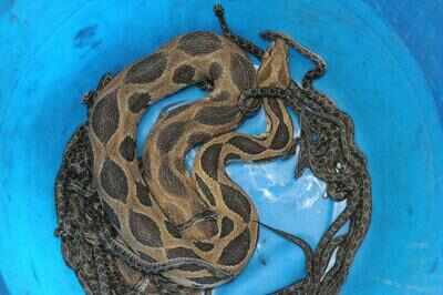 Russell's Viper, 22 baby snakes spotted | Vadodara News - Times of India