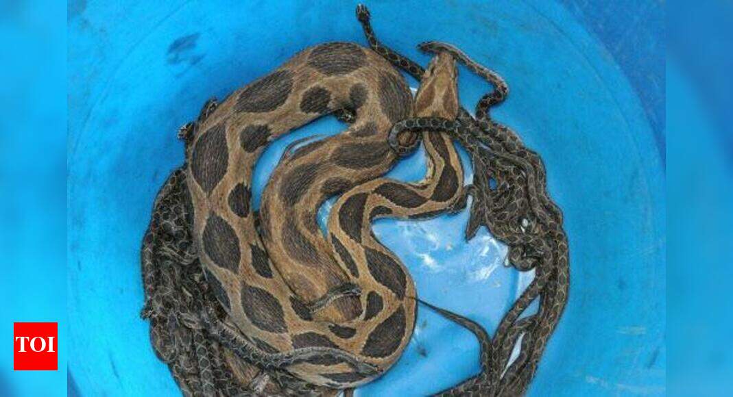 Russell's Viper, 22 baby snakes spotted | Vadodara News - Times of India