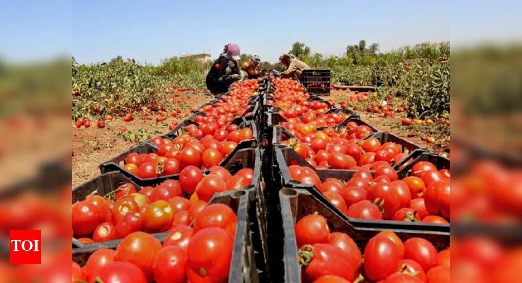 'Longer lasting, tastier tomatoes in the offing' - Times of India