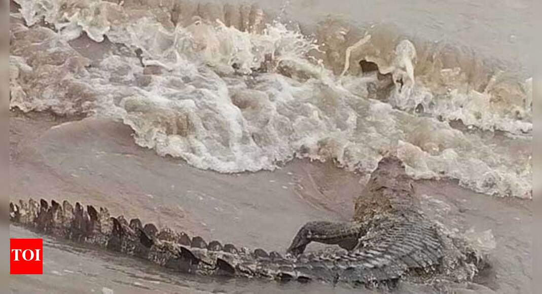Mahad bridge collapse: Crocodiles in Savitri river caught on camer ...