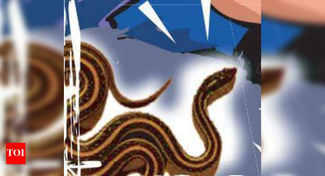 Russell's Viper found with 22 baby snakes in Vadodara | Vadodara News ...