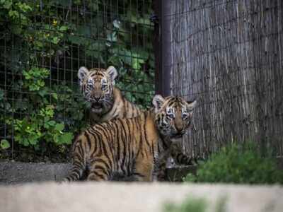 Siberian Tigers Dna Majesty And Steadiness: The Siberian Tiger's Two