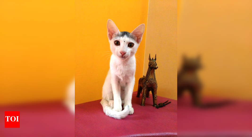 Meet the finalists of ‘Cutest Rescued Cat Alive’ contest | Chennai News ...