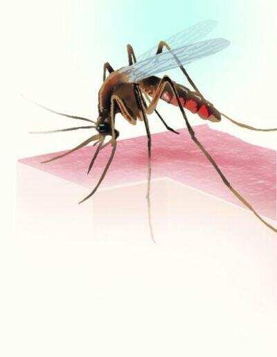 Dengue, malaria spreading in Hyderabad | Hyderabad News - Times of India