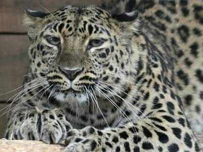 Expert visits Chandrapur for leopard safari plan | Nagpur News - Times ...