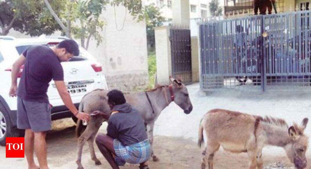 This guy is milking the donkey | Bengaluru News - Times of India