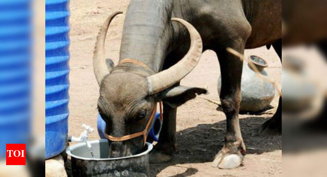 Indian buffalo meat exports will reach Rs 40,000 crore in next five ...