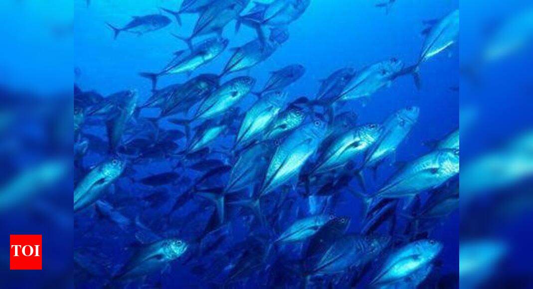 Map state’s marine wealth: Expert | Goa News - Times of India