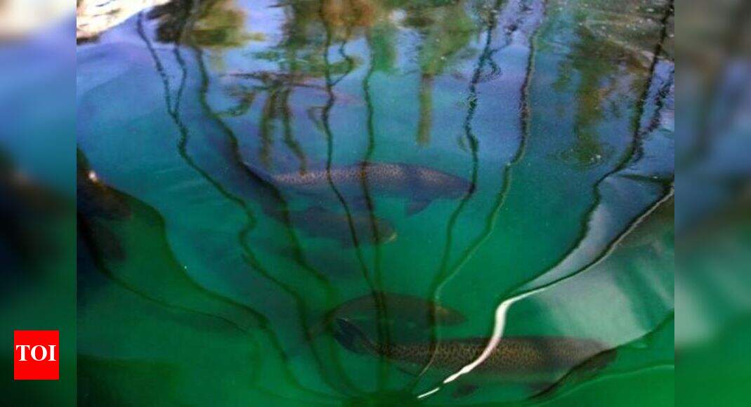 US aims to restore water, return fish to diverted California river ...