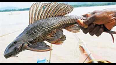 Interlinking of Krishna, Pennar fraught with ecological challenges ...