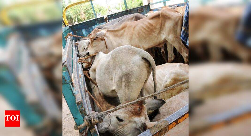 Cattle found being 'electrocuted' at Delhi slaughterhouse | India News ...