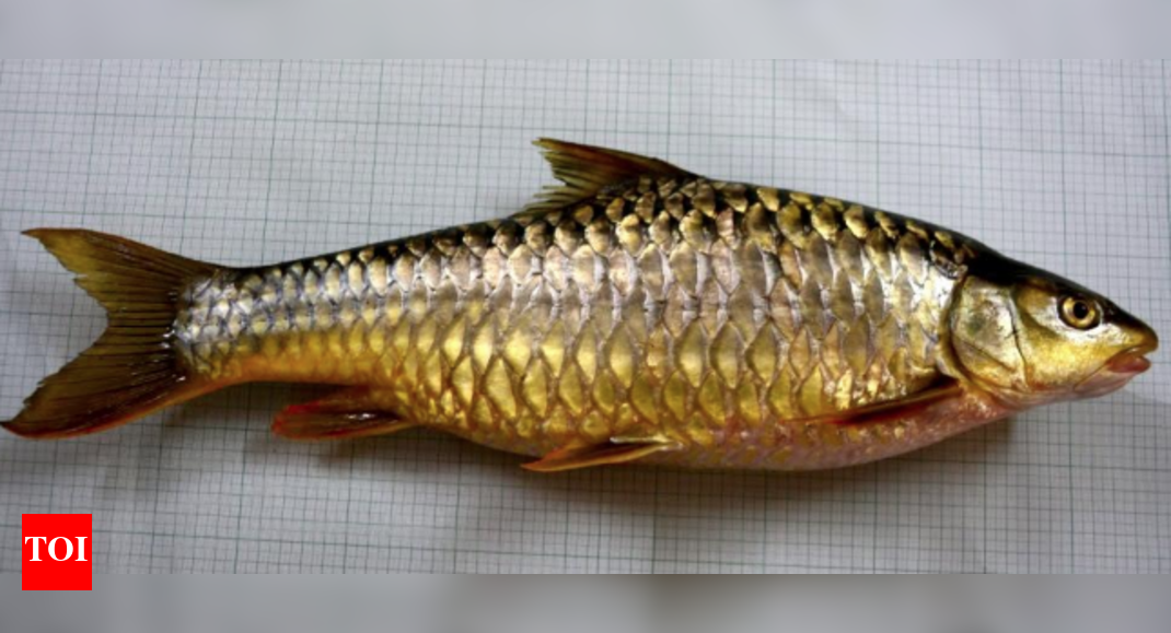 Now, an atlas to help save Madhya Pradesh fish Mahseer - Times of India