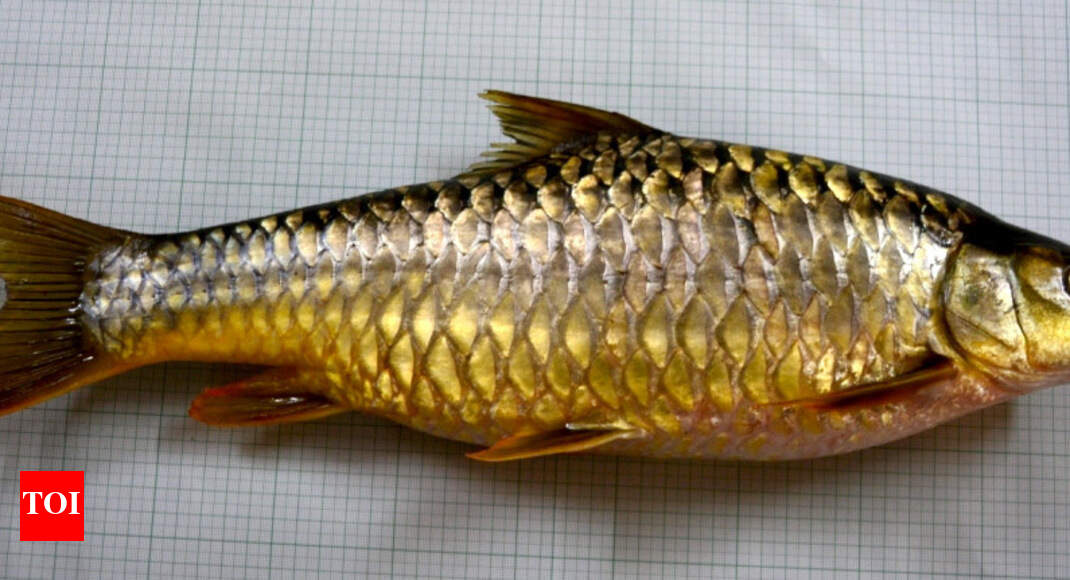 Now, an atlas to help save MP's state fish Mahseer | Indore News ...