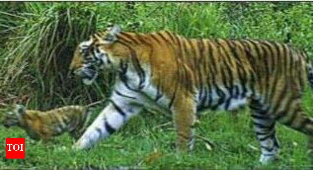 Catching a tiger by a tail | Kochi News - Times of India
