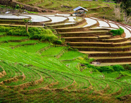 Explore the stunning rice terraces in Bali | TimesTravel