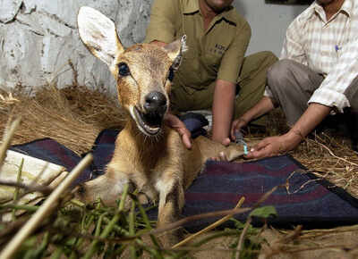 Bishnoi body comes to the rescue of antelopes | Jodhpur News - Times of ...
