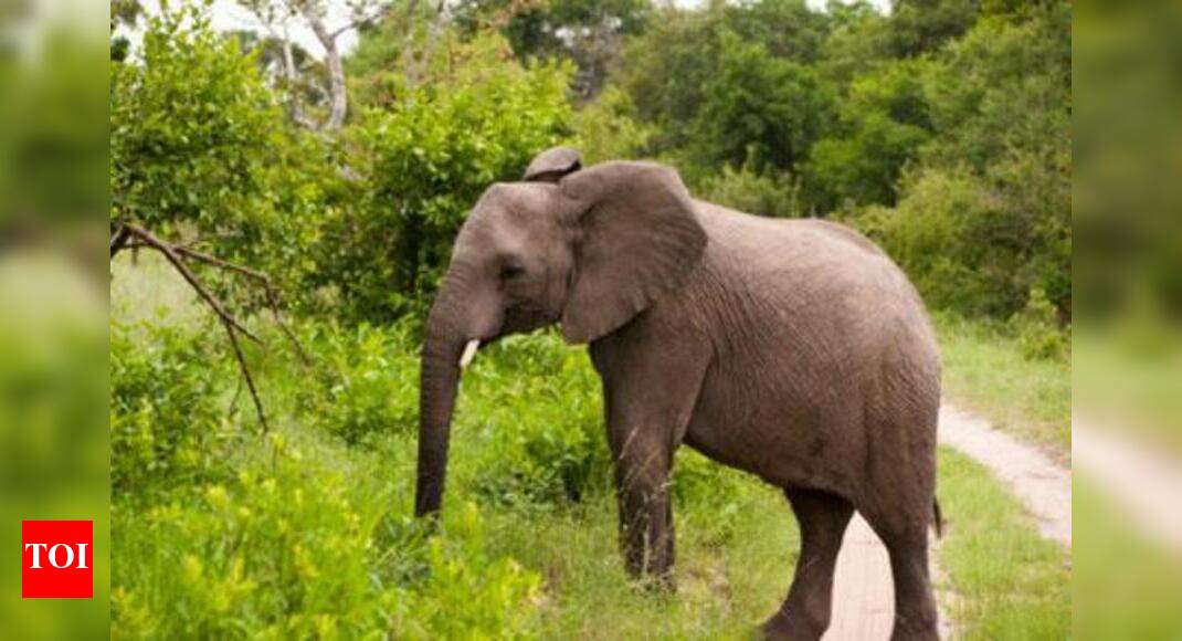 Two die in elephant attack | Bhubaneswar News - Times of India