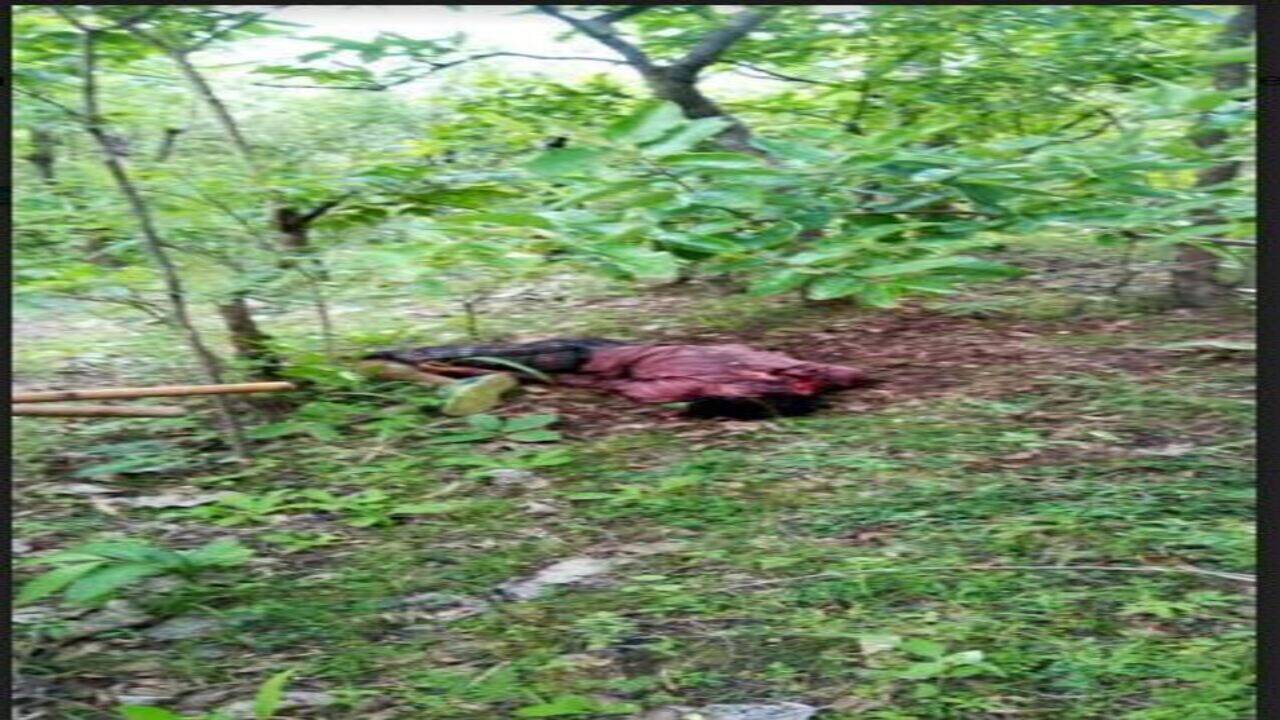 Sloth Bear Attack Victims