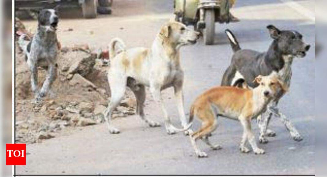 Kerala firm on plan to kill stray dogs amid protests ...