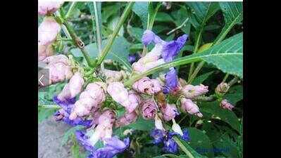 Rare Karvi wildflowers bloom after 8 years | Mumbai News - Times of India