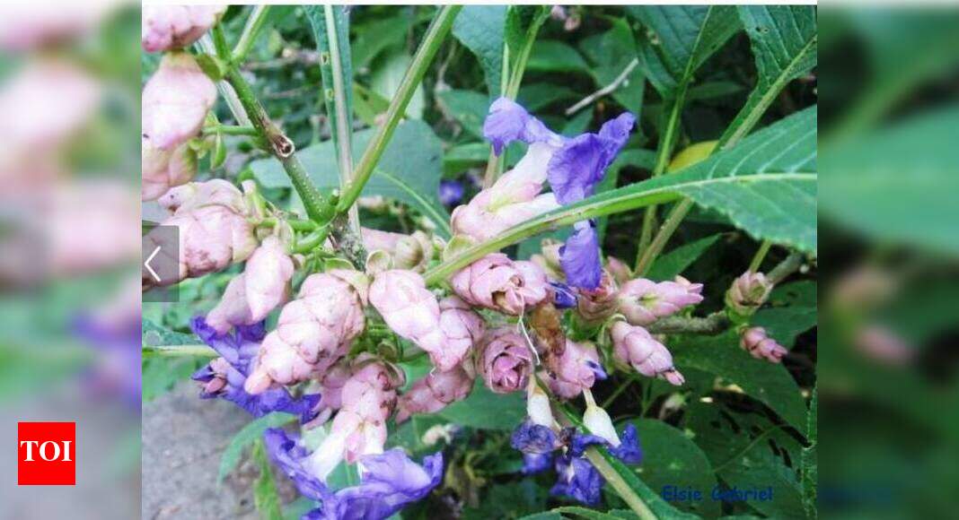 Rare Karvi wildflowers bloom after 8 years | Mumbai News - Times of India