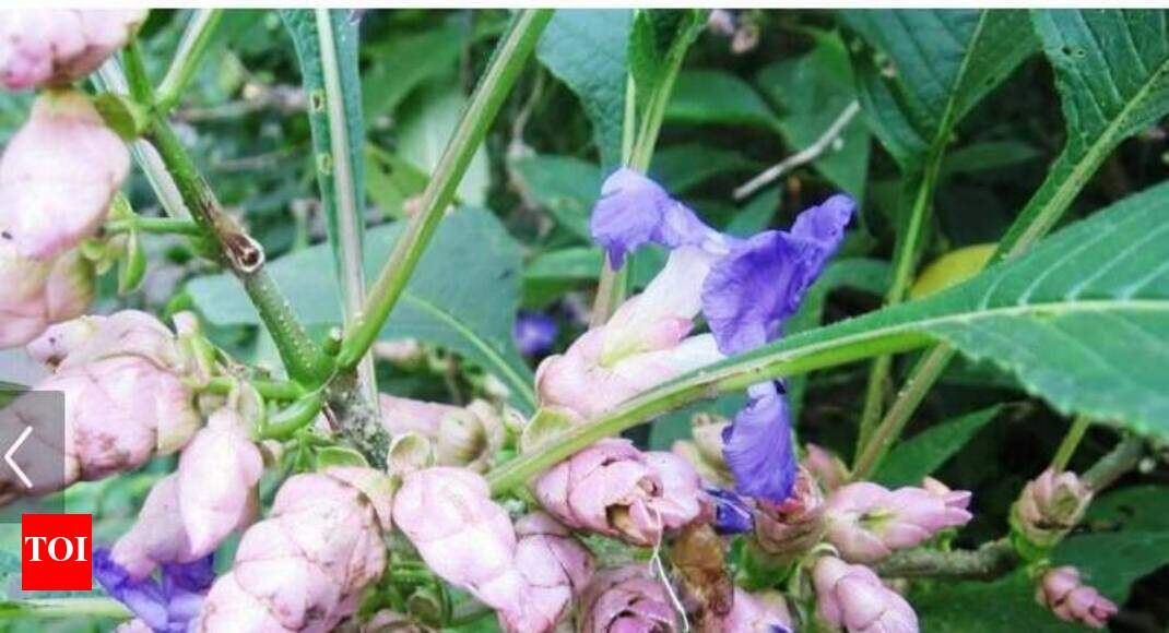 Rare Karvi wildflowers bloom after 8 years | Mumbai News - Times of India