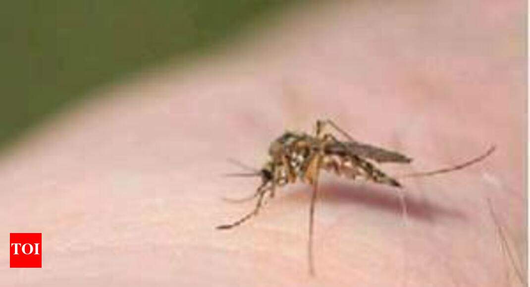 Mosquito breeding places spotted in 1,468 homes | Pune News - Times of ...