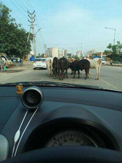 CATTLE BARRICADE - Times of India