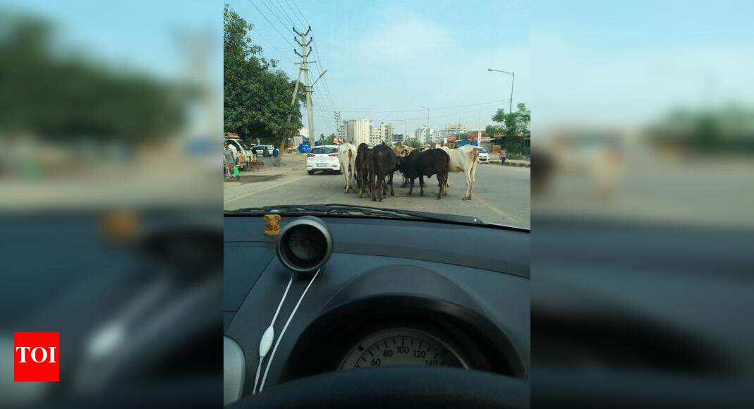 CATTLE BARRICADE - Times of India