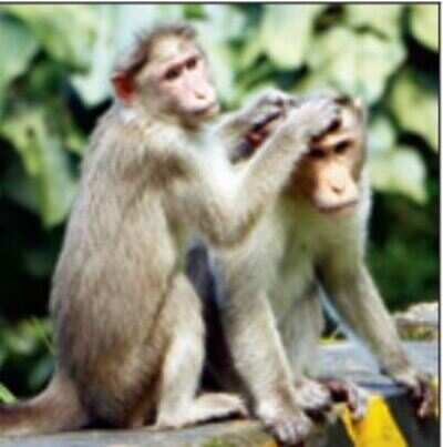 Uttarakhand puts monkeys on the pill | Dehradun News - Times of India