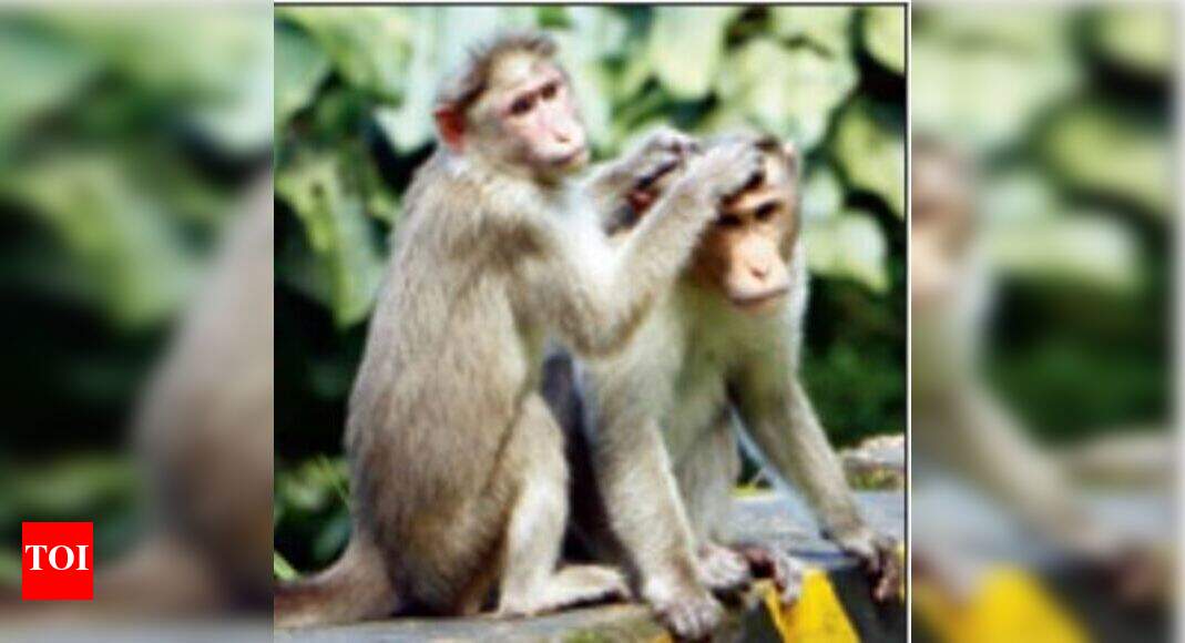 Uttarakhand puts monkeys on the pill | Dehradun News - Times of India