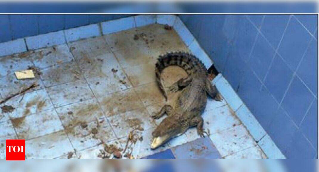 Crocodile enters pool in farmhouse | Vadodara News - Times of India