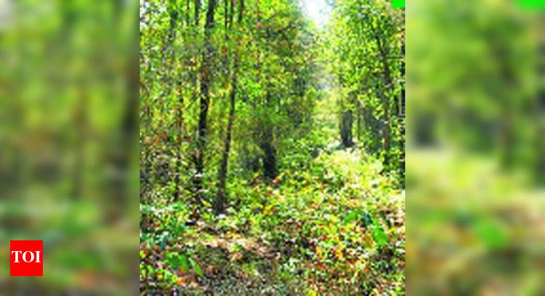 Amirthi forest range to become new eco-tourism destination | Puducherry ...