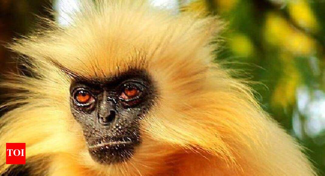Assam: Assam's golden langur among world's 25 most endangered primates ...