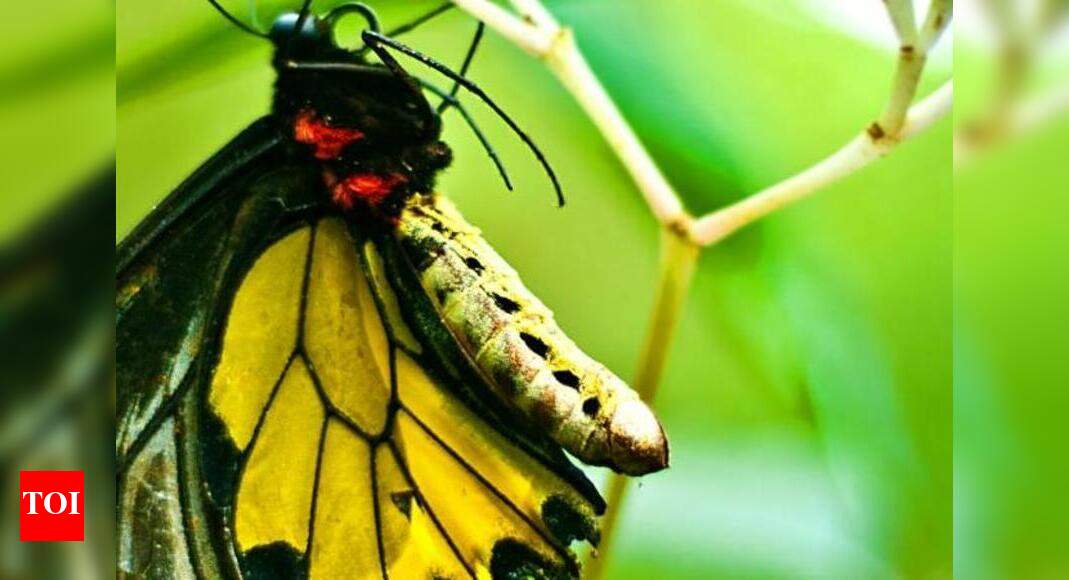 Southern Birdwing Butterfly named state butterfly | Bengaluru News ...