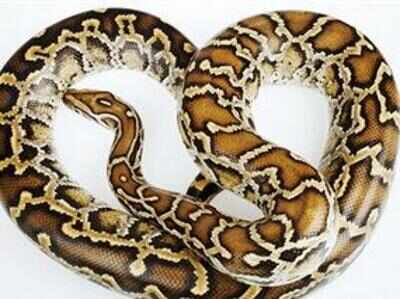 6-foot python slithers into DGP office | Lucknow News - Times of India