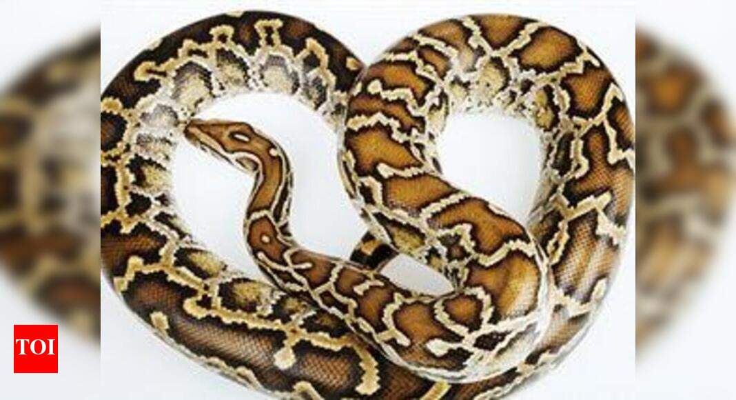 6-foot python slithers into DGP office | Lucknow News - Times of India