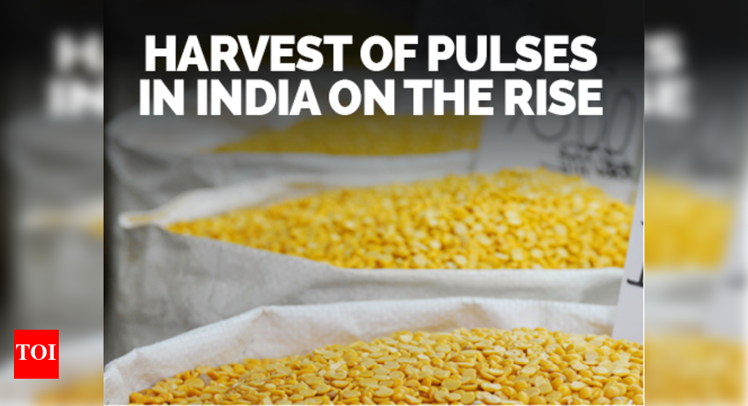 India’s forward stride in harvest of pulses | India News - Times of India