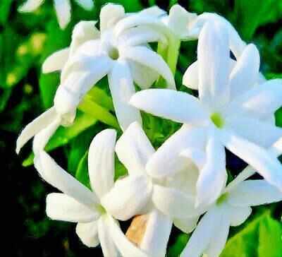 Jasmine price touches Rs 1,200 per kg in Madurai | Chennai News - Times ...