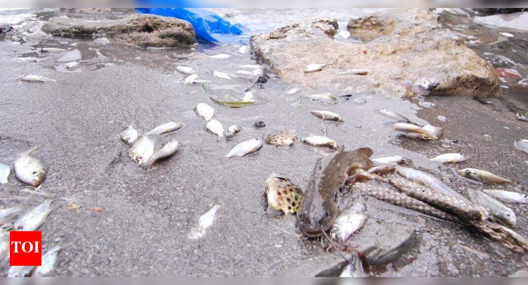 Dead fish float in tank of Subramaniaswamy temple | Madurai News ...