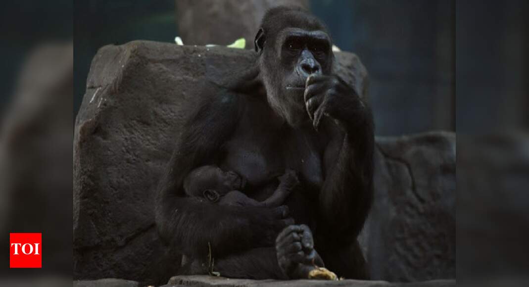 Four out of six great apes near extinction: Report - Times of India