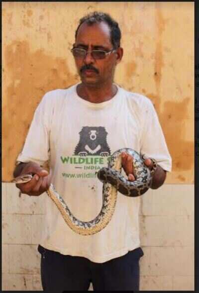 Python rescued near Taj Mahal by wildlife SOS | Agra News - Times of India