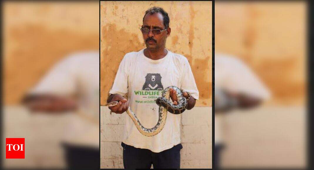 Python rescued near Taj Mahal by wildlife SOS | Agra News - Times of India