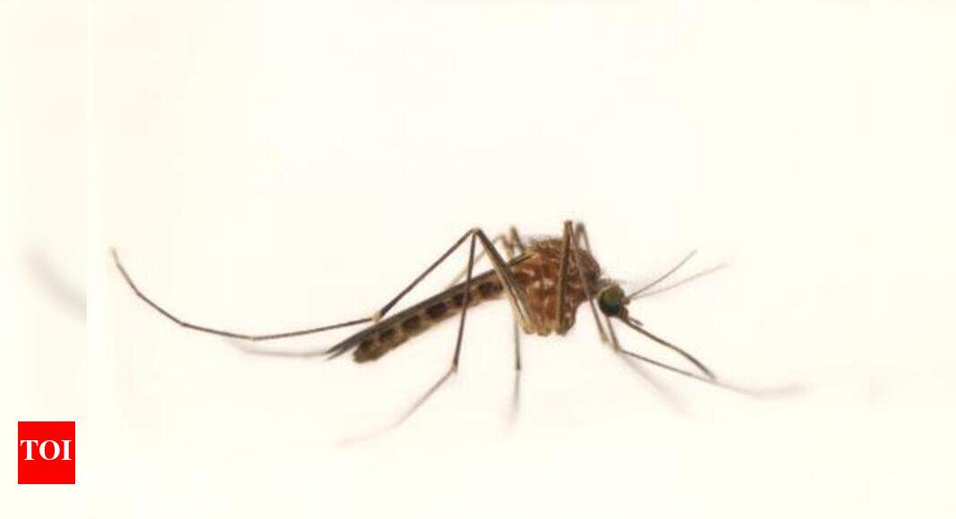 Insect attack worries Arunachal citrus growers | Itanagar News - Times ...