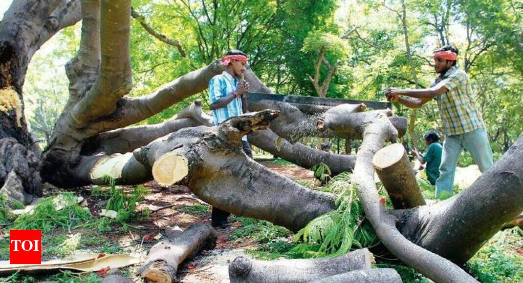 Tree felling on Gangapur Road fuels green ire | Nashik News - Times of ...
