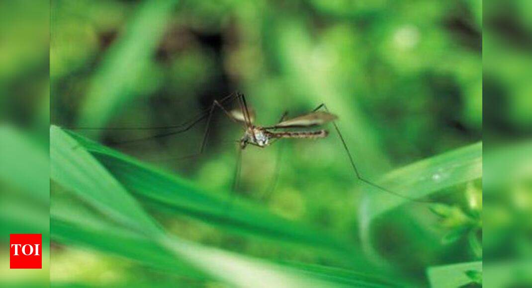 A rare species of mosquitoes that can curb dengue found in Kolkata ...