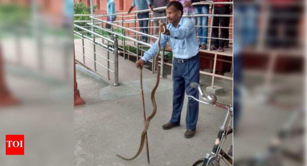 Seven-feet long snake caught at central library of Allahabad University ...