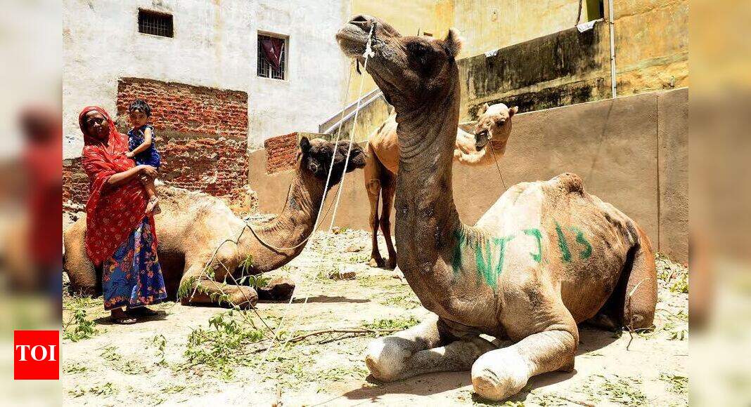 Camel slaughter ban can't be lifted, rules Madras HC | Chennai News ...